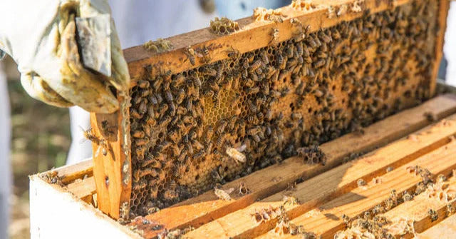 Basic Course for Beginner and Hobbyist Beekeepers (3 hours/2 weeks ...